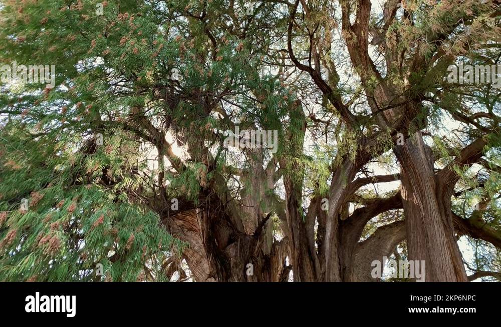Widest tree in the world Stock Videos & Footage - HD and 4K Video Clips ...