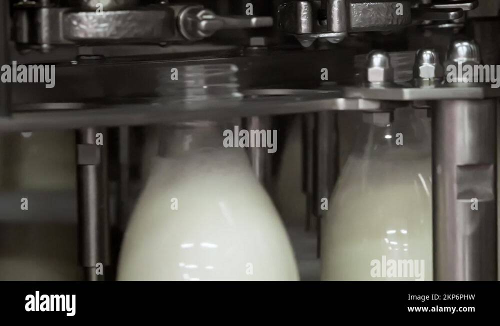 Working process of an automated milk technology on a slow conveyor belt ...