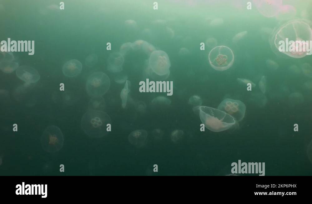 Jelly blubber Stock Videos & Footage - HD and 4K Video Clips - Alamy