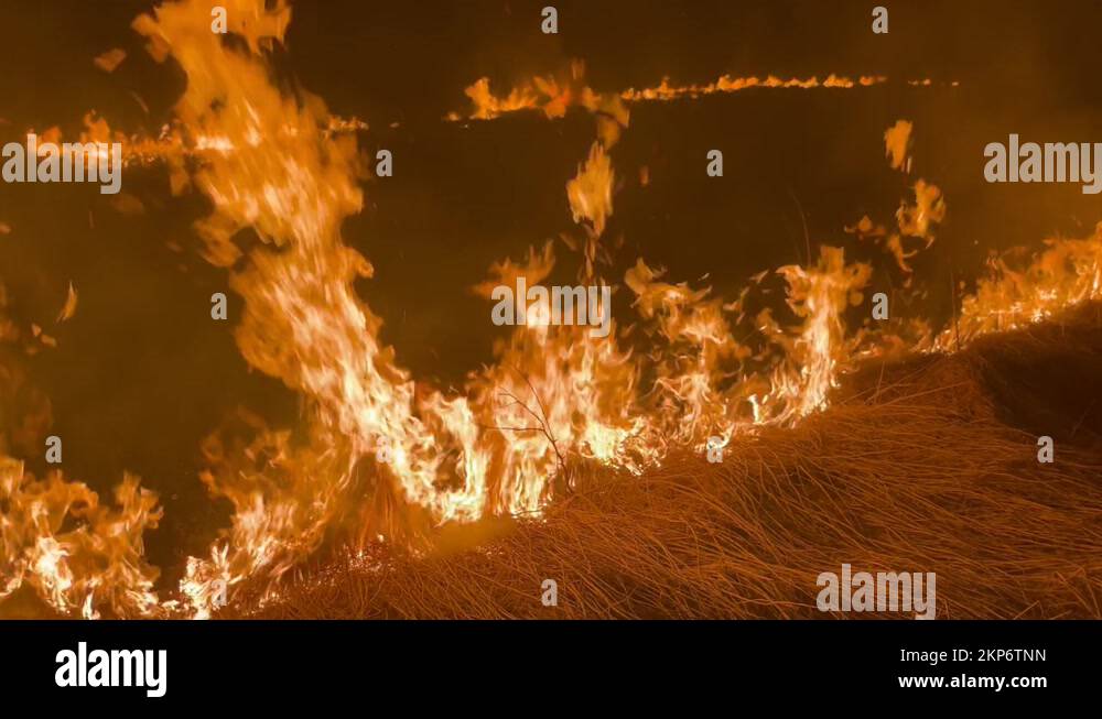 Blazing fires in a paddy field at night, burning stubble Stock Video ...