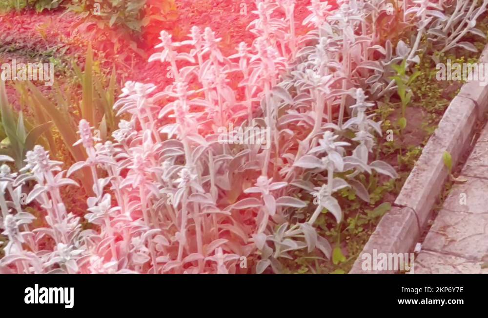 Motion footage background with colorful elements Stock Video Footage ...