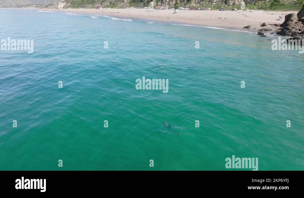 Mammals the marine mammals Stock Videos & Footage - HD and 4K Video ...