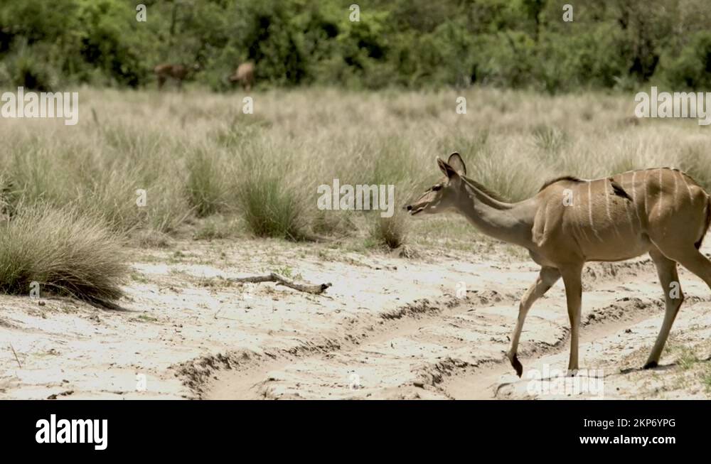 Kudos Stock Videos & Footage - HD and 4K Video Clips - Alamy