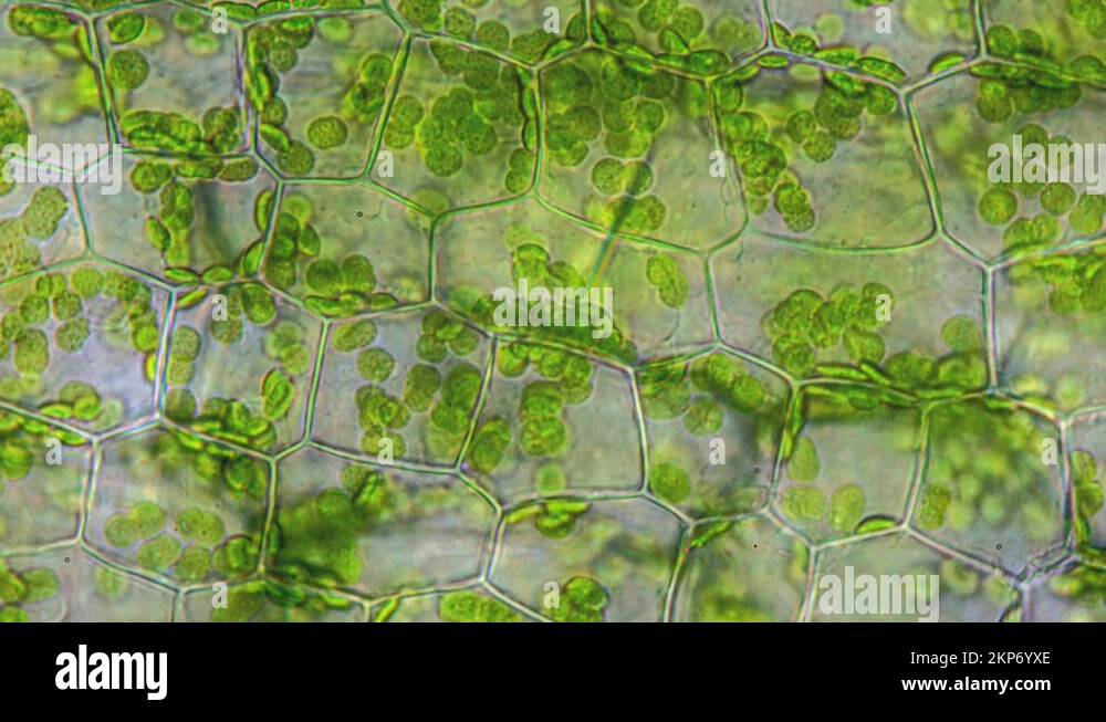 Algae panels Stock Videos & Footage - HD and 4K Video Clips - Alamy