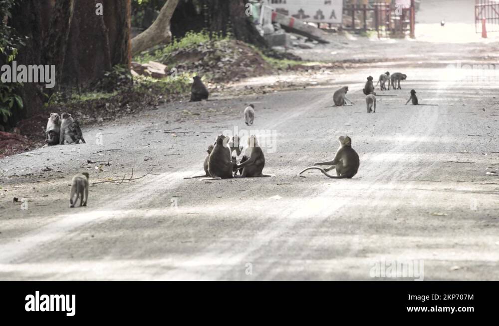 Troop gathering Stock Videos & Footage - HD and 4K Video Clips - Alamy