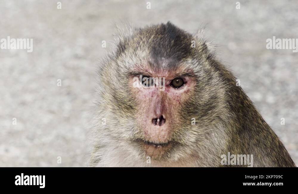 Primate headshot Stock Videos & Footage - HD and 4K Video Clips - Alamy