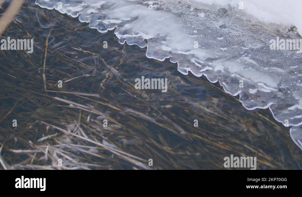 Stream flows through pieces of ice. Early spring and melting snow daytime Stock Video Footage ...