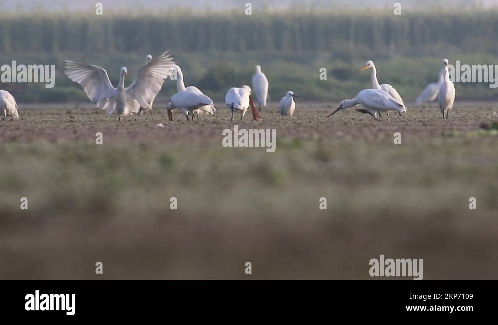 Waterbird in wetland environment Stock Videos & Footage - HD and 4K ...