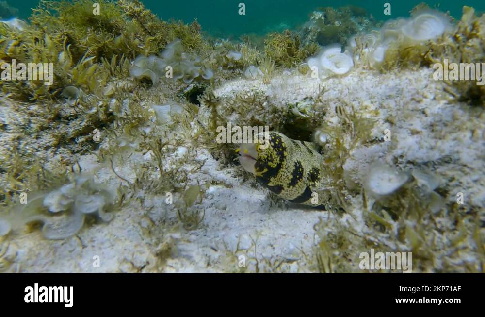 Moray eel peeking out of a burrow in a coral reef covered with algae ...