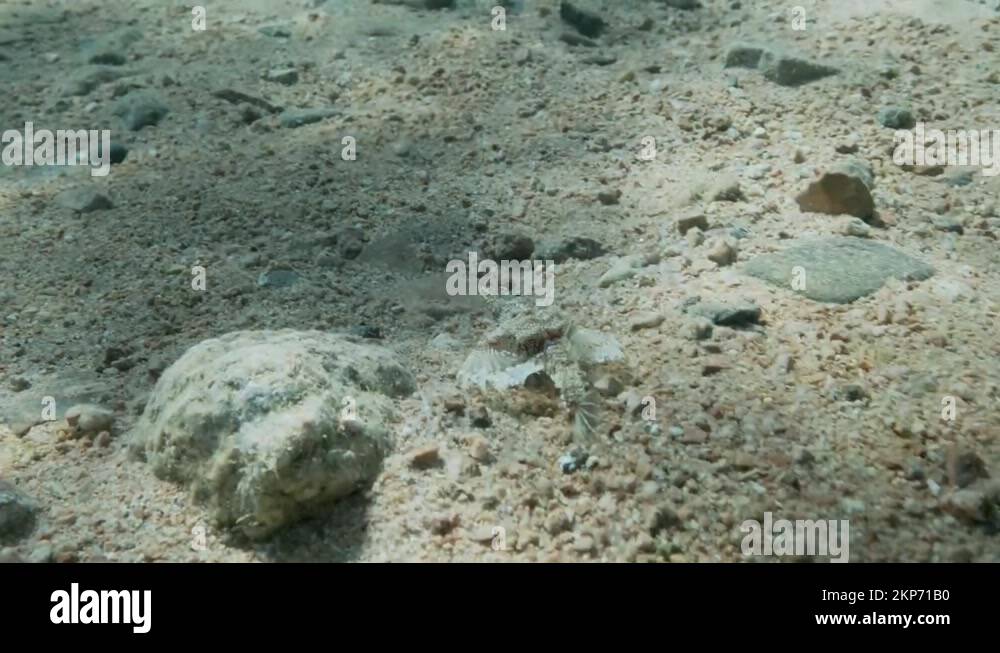 Seamoth moves on the sandy bottom in shallow water in sun rays. Pegasus ...