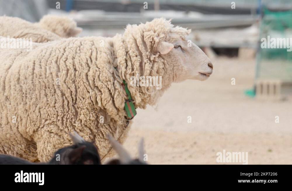 Marino sheep Stock Videos & Footage - HD and 4K Video Clips - Alamy