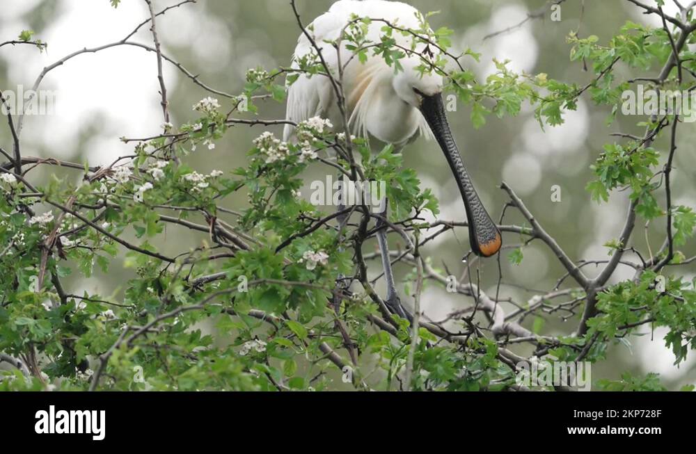 Flat beak Stock Videos & Footage - HD and 4K Video Clips - Alamy