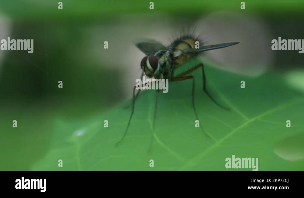 Poisonous insects Stock Videos & Footage - HD and 4K Video Clips - Alamy