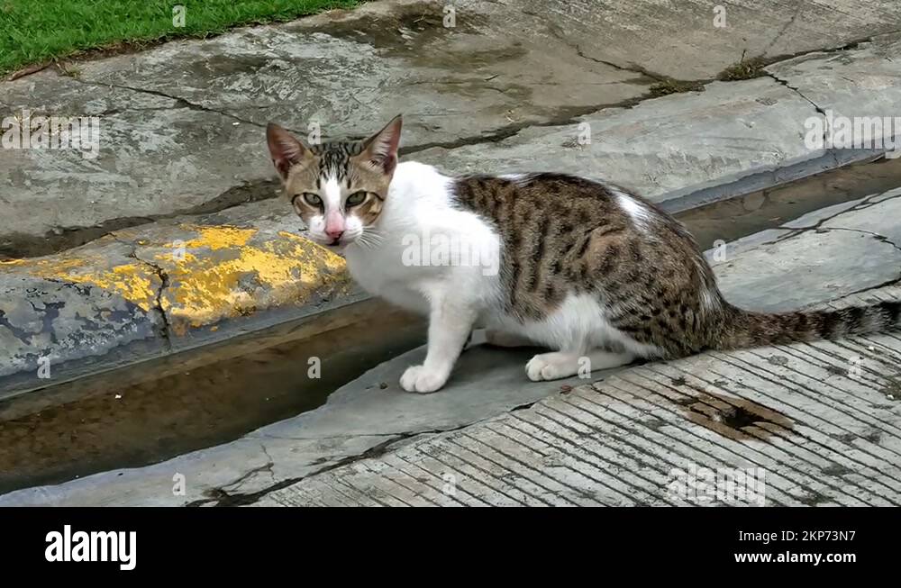 Gutter cat Stock Videos & Footage - HD and 4K Video Clips - Alamy