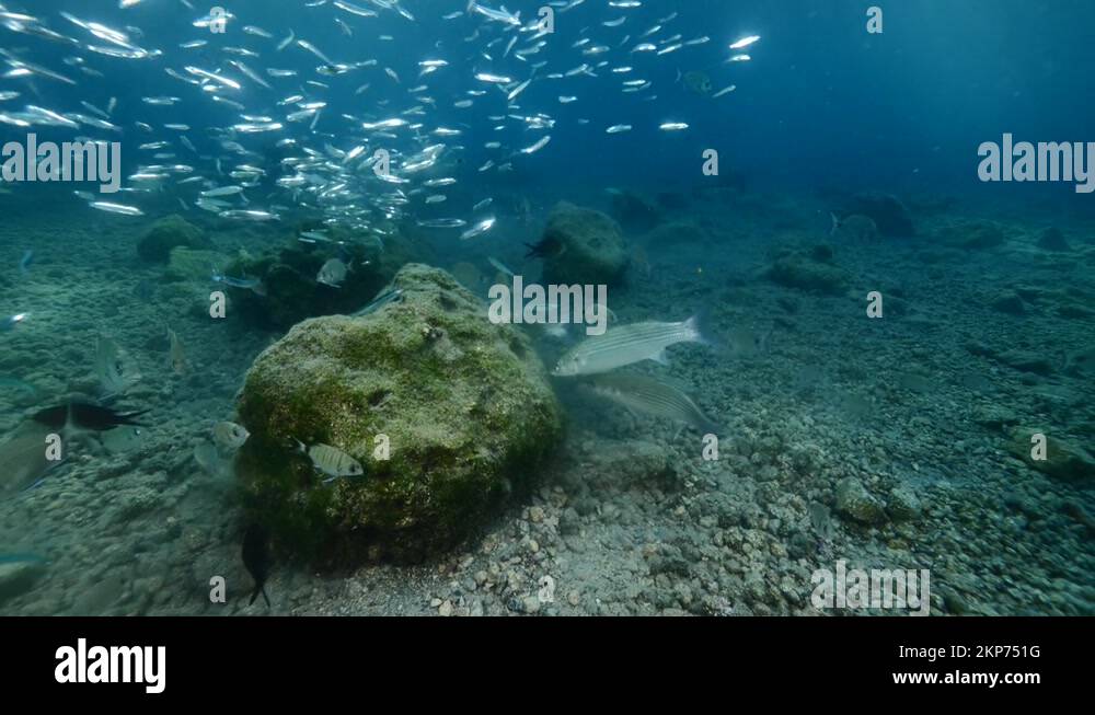 mullets and silverside eating spawning sponge underwater ocean scenery ...