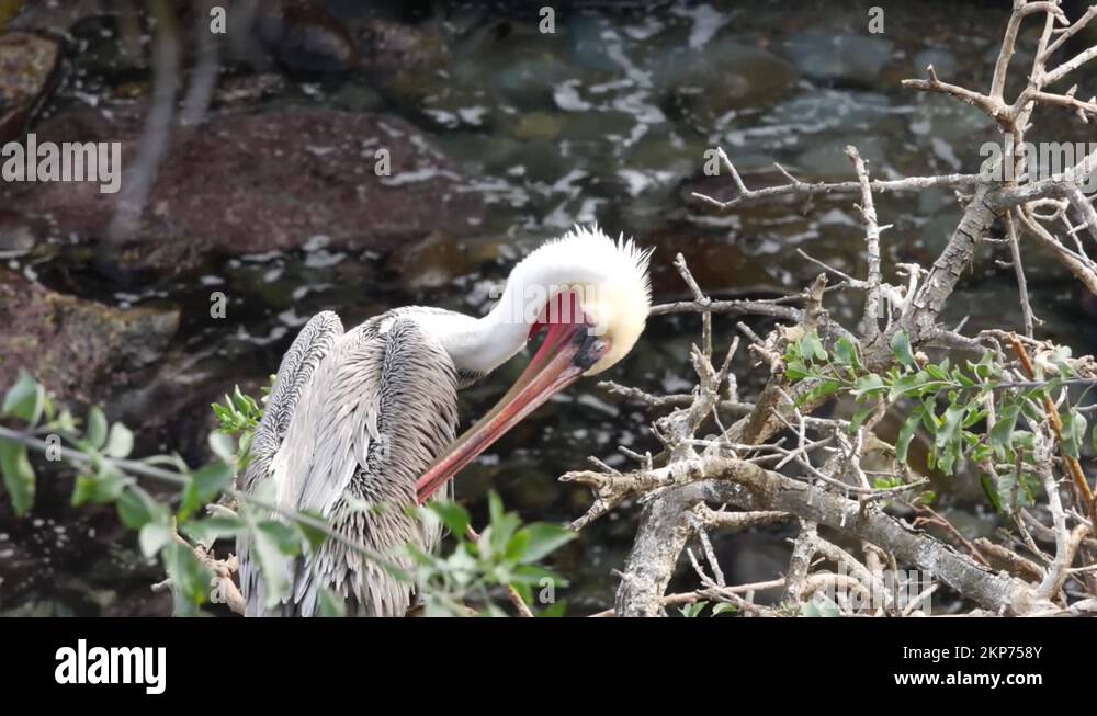 Bird preen Stock Videos & Footage - HD and 4K Video Clips - Alamy