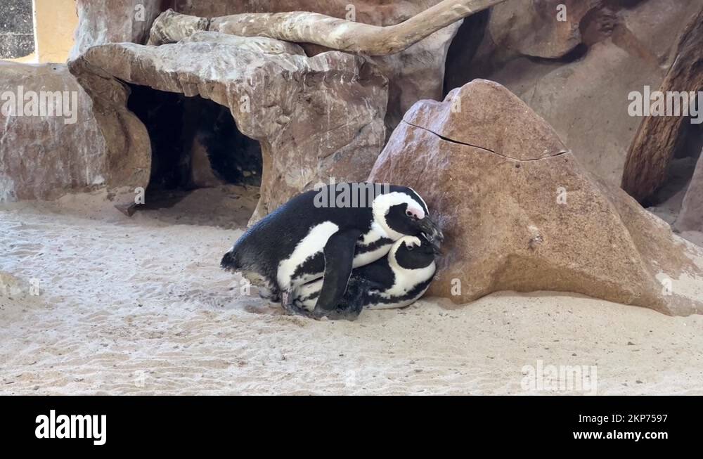 Penguins mating Stock Videos & Footage - HD and 4K Video Clips - Alamy