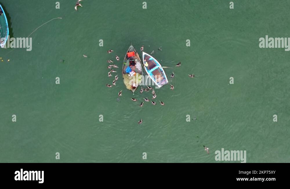Birds around fishing boat Stock Videos & Footage - HD and 4K Video ...