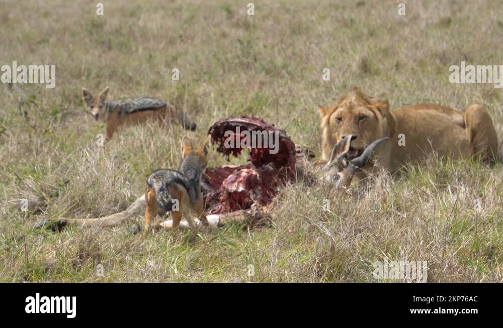 Able animals Stock Videos & Footage - HD and 4K Video Clips - Alamy