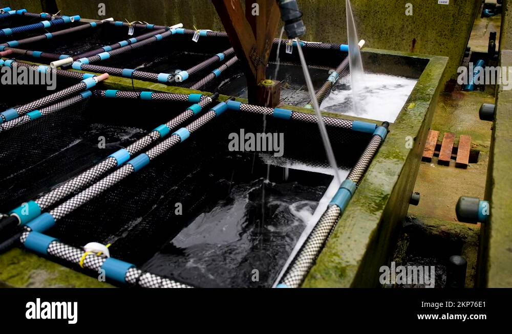 PVC baskets in concrete tanks for breeding abalone; aquafarming Stock ...