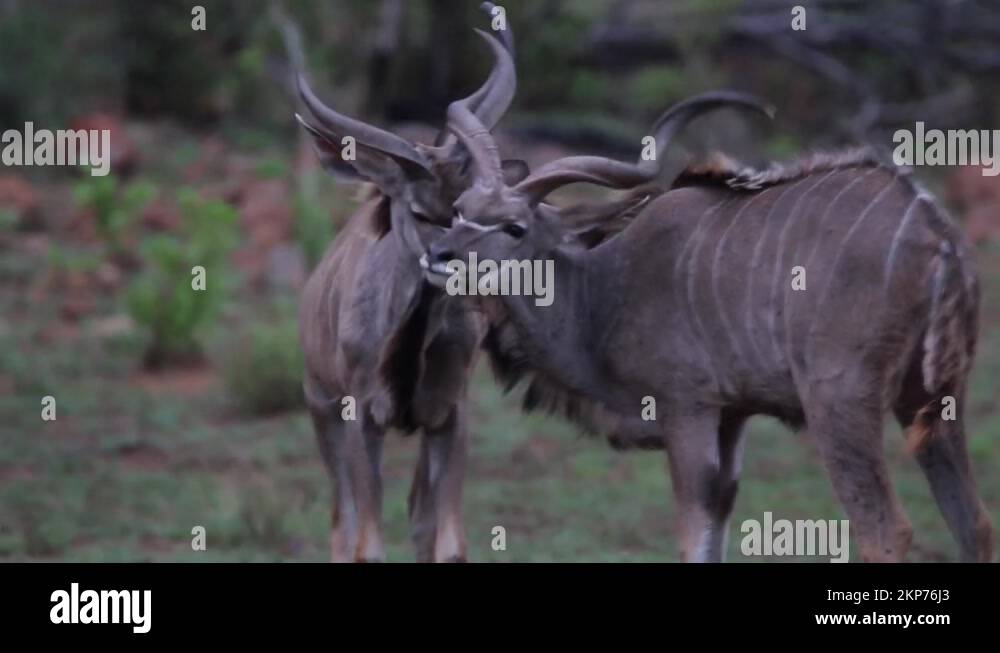 Portrait greater kudu bull tragelaphus Stock Videos & Footage - HD and ...