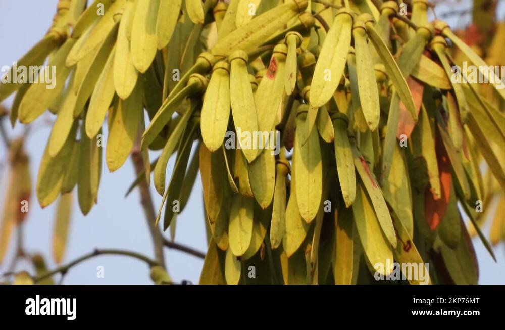Fraxinus tree Stock Videos & Footage - HD and 4K Video Clips - Alamy