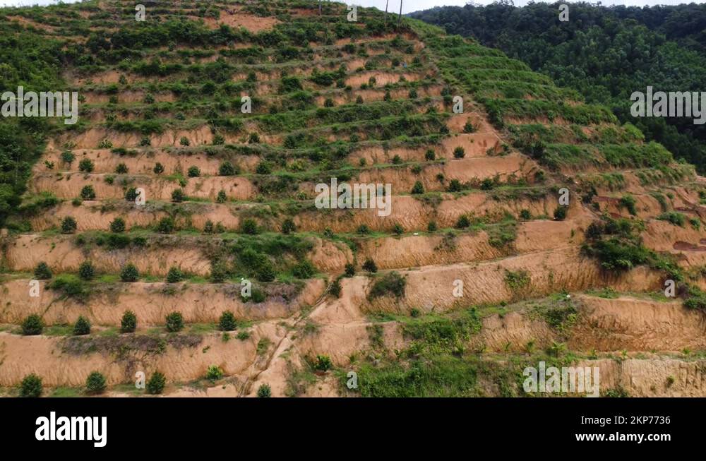 Destruction rainforest deforestation southeast asia Stock Videos ...