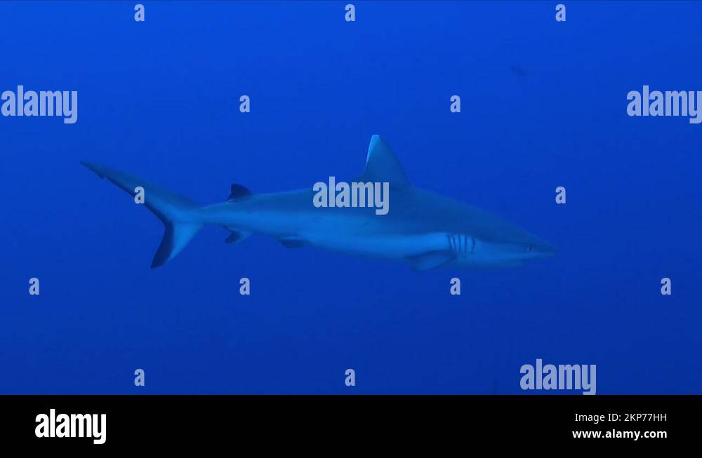 Single grey reef shark swimming in deep blue ocean passing in front of ...