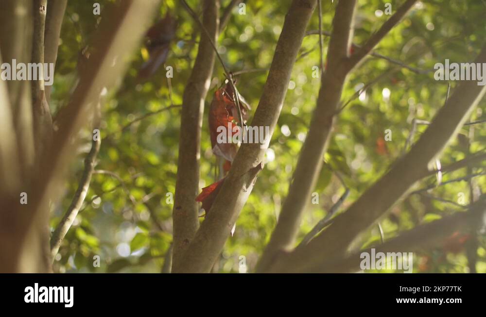 Almost falling Stock Videos & Footage - HD and 4K Video Clips - Alamy