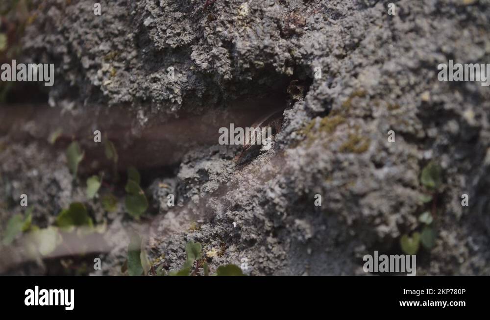 Scared lizard Stock Videos & Footage - HD and 4K Video Clips - Alamy