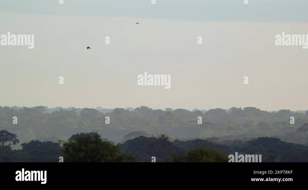 Dark headed bird Stock Videos & Footage - HD and 4K Video Clips - Alamy