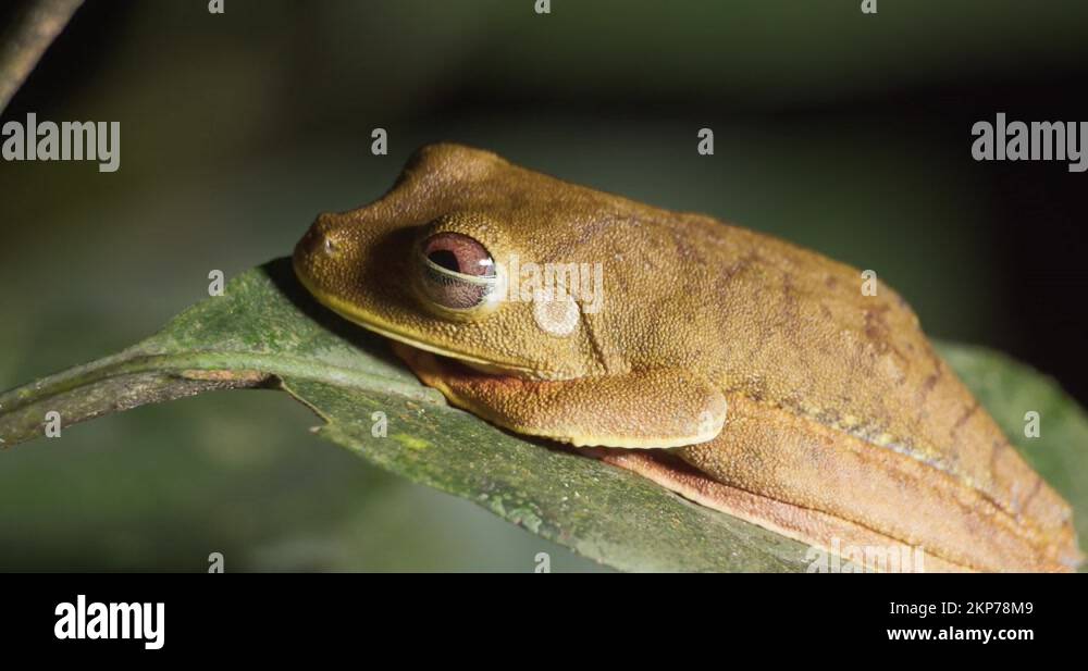 Endangered tree frog Stock Videos & Footage - HD and 4K Video Clips - Alamy
