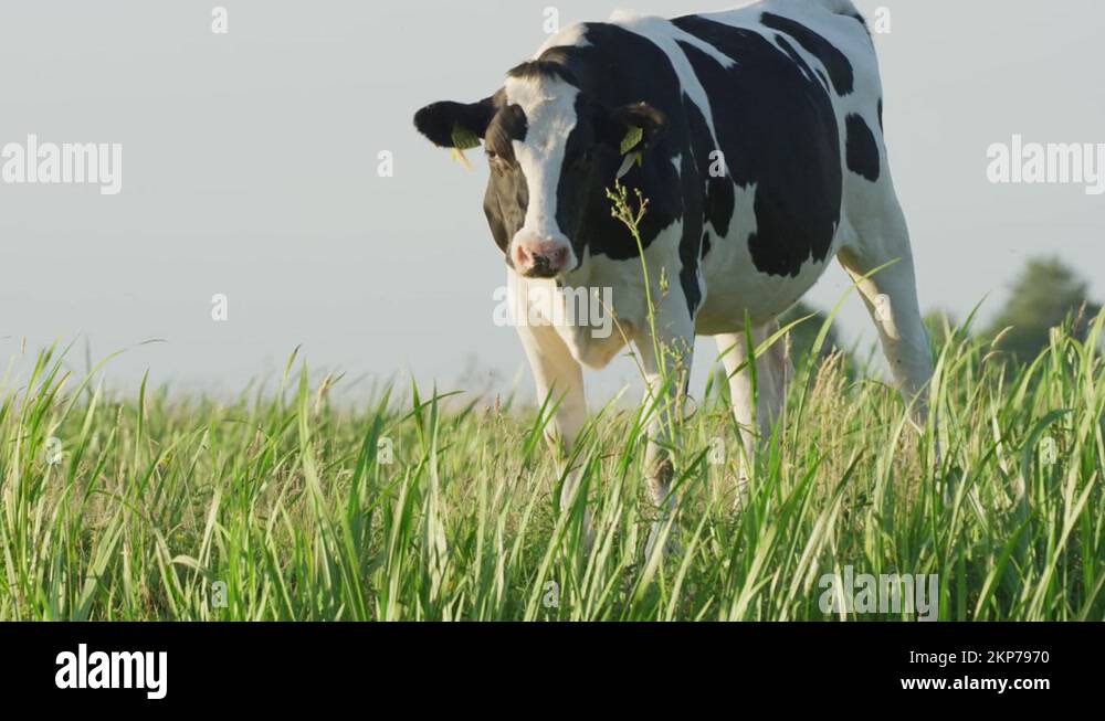Dutch cow Stock Videos & Footage - HD and 4K Video Clips - Alamy