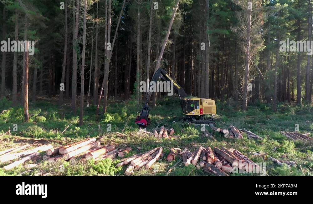 Tree logging machine Stock Videos & Footage - HD and 4K Video Clips - Alamy