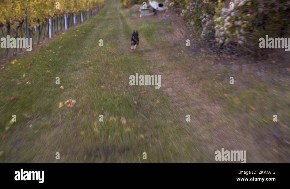 Canine pedigree fast hound Stock Videos & Footage - HD and 4K Video ...