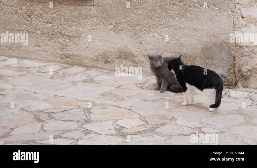 Bully cat Stock Videos & Footage - HD and 4K Video Clips - Alamy
