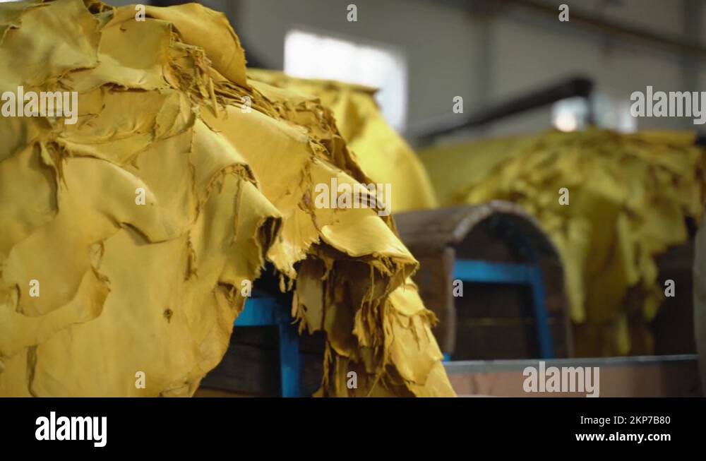 Animal hides clothing Stock Videos & Footage - HD and 4K Video Clips ...