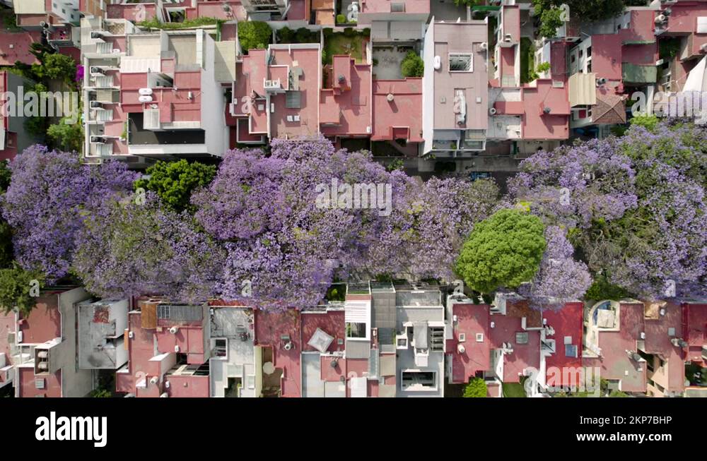 Spring in mexico city jacaranda Stock Videos & Footage - HD and 4K ...