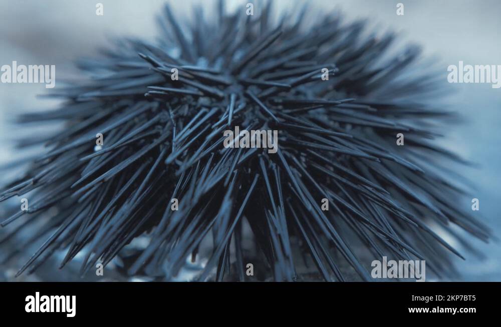 Sea Urchin alive on shoreline Close up Stock Video Footage - Alamy