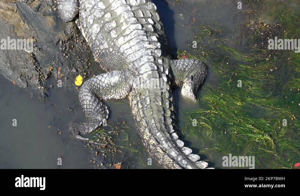 A detailed footage of a crocodile standing in the water from above in ...