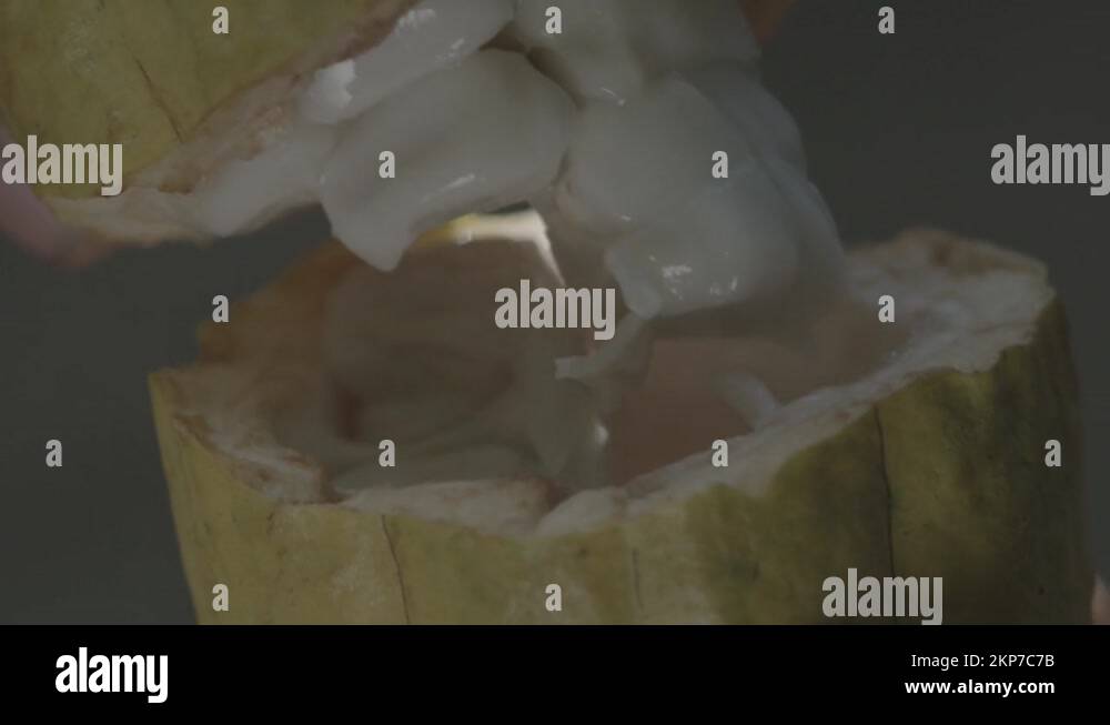 Pulpy plant Stock Videos & Footage - HD and 4K Video Clips - Alamy