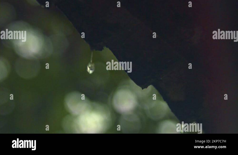 Raindrops roll off a tree limb in slow motion in the Amazon rainforest ...