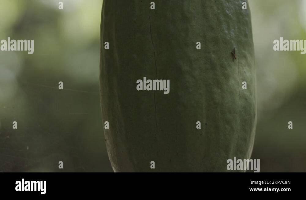 Cacao pod growing in the Amazon rainforest on an organic plantation ...