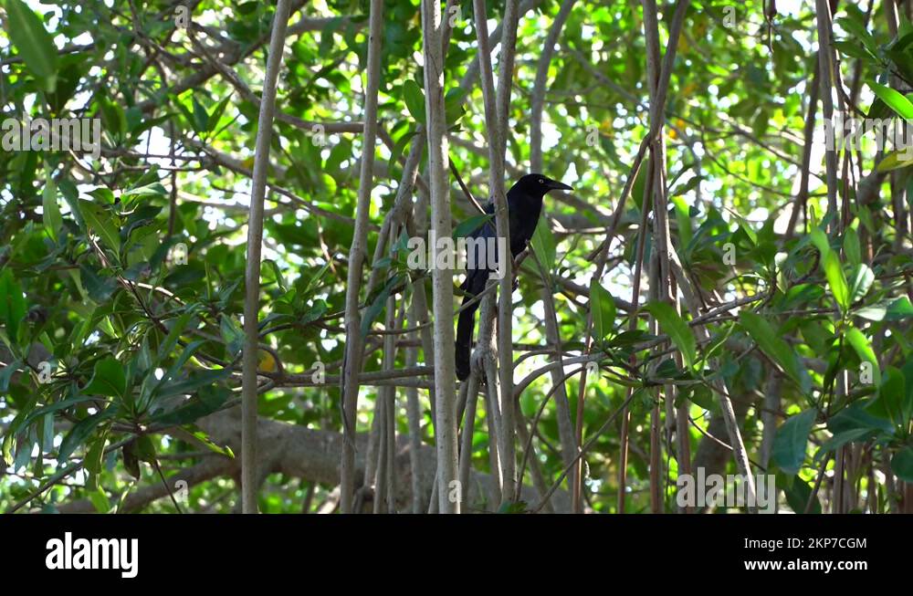 The signing tree Stock Videos & Footage - HD and 4K Video Clips - Alamy