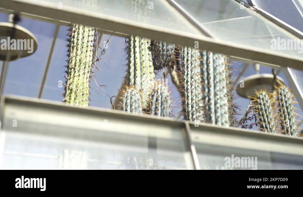 Blue garden planter Stock Videos & Footage - HD and 4K Video Clips - Alamy