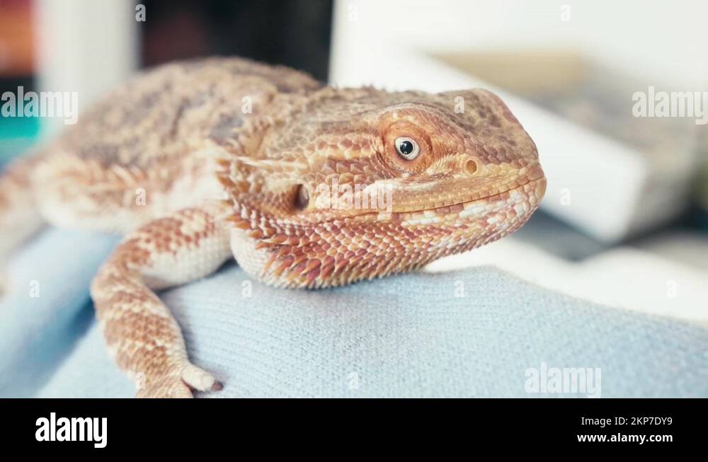 Pet lizards Stock Videos & Footage - HD and 4K Video Clips - Alamy
