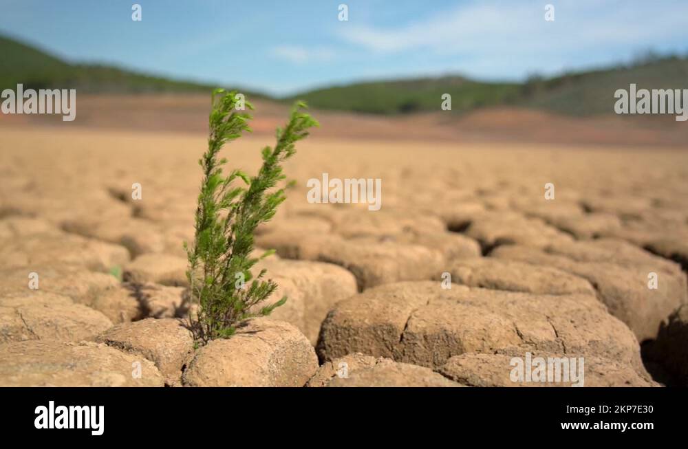 Surviving green plant on sandy dry soil during drought climate ...