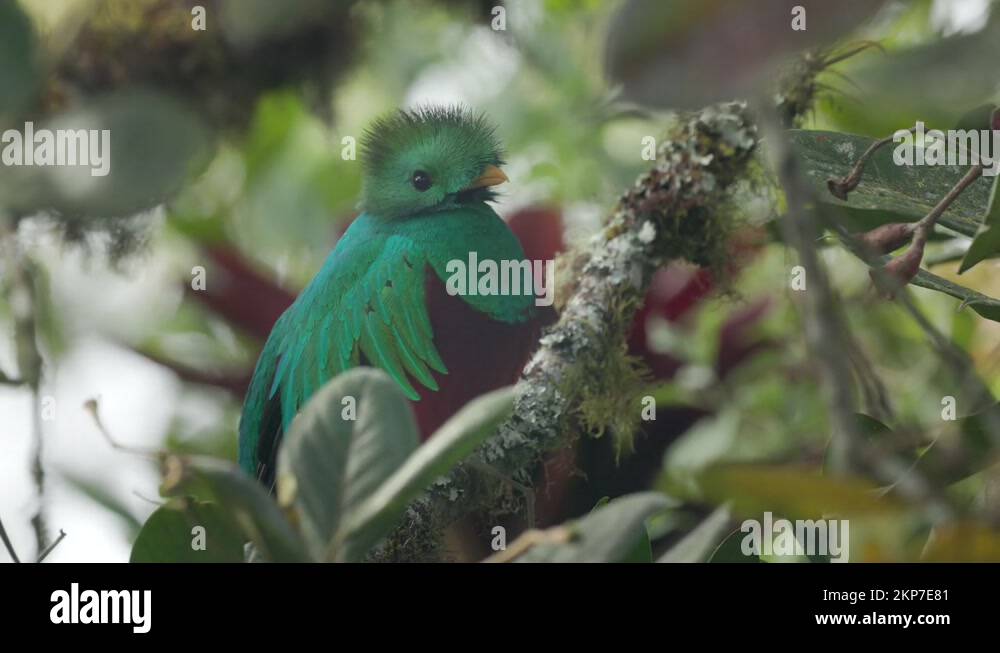 Resplendent quetzal in a tree Stock Videos & Footage - HD and 4K Video ...