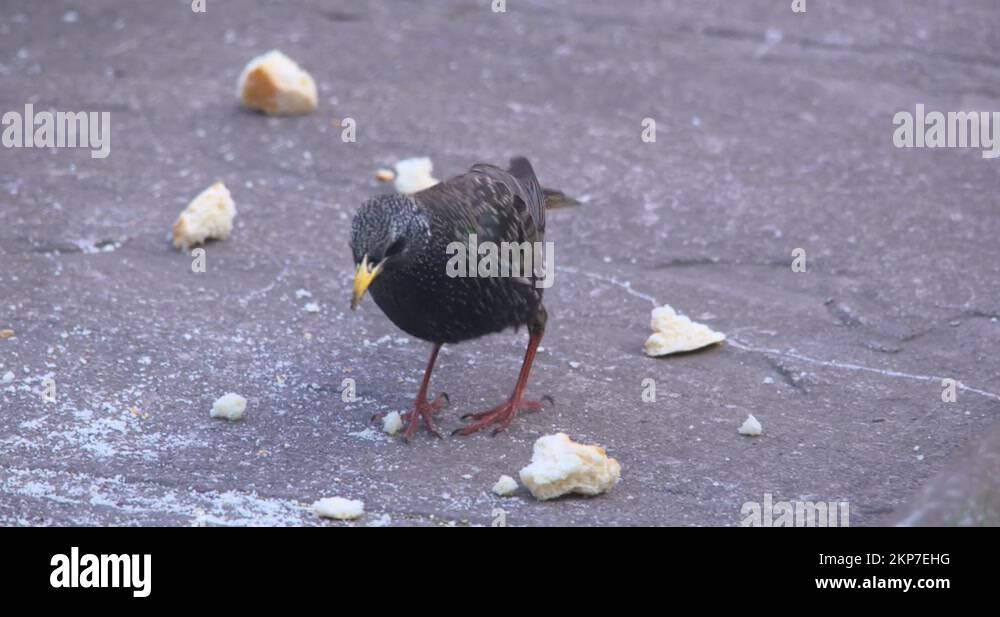 Speckled plumage pattern Stock Videos & Footage - HD and 4K Video Clips ...