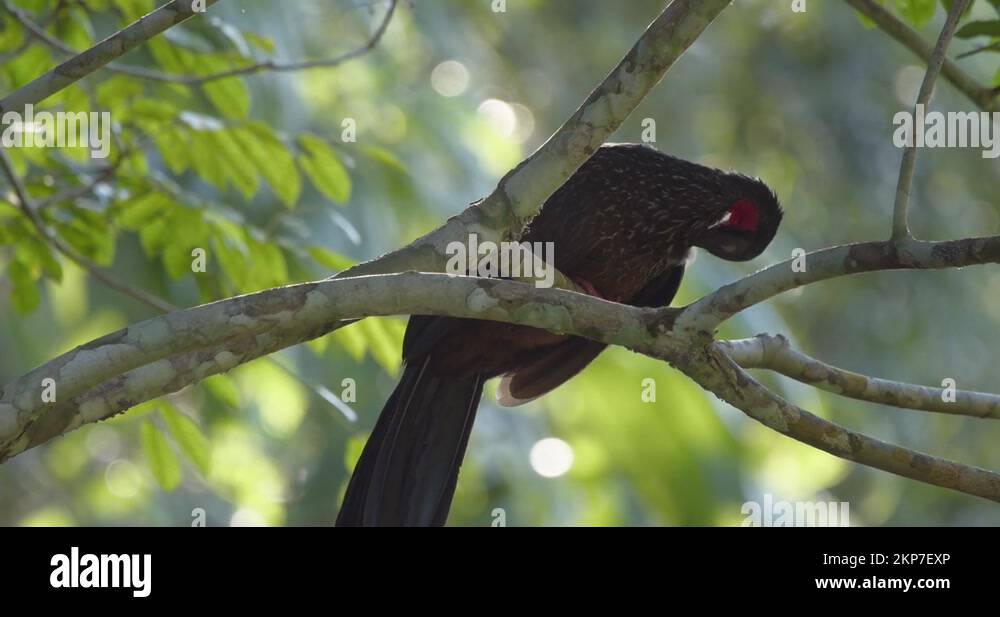 Guan tree Stock Videos & Footage - HD and 4K Video Clips - Alamy